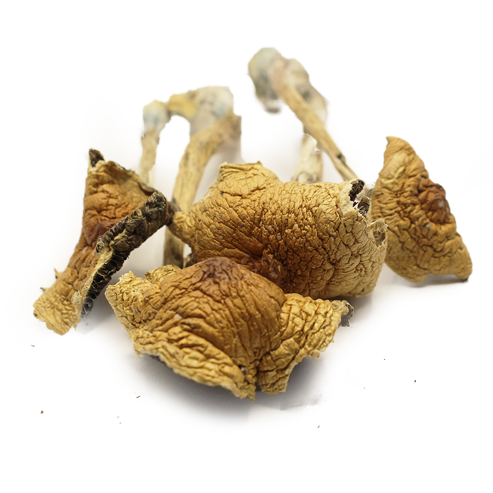 Mexican Cubensis - BuyShroomsOnline