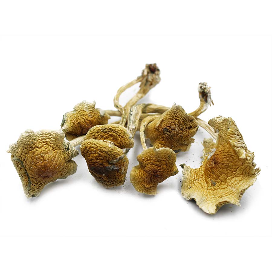 Mexican Cubensis - BuyShroomsOnline