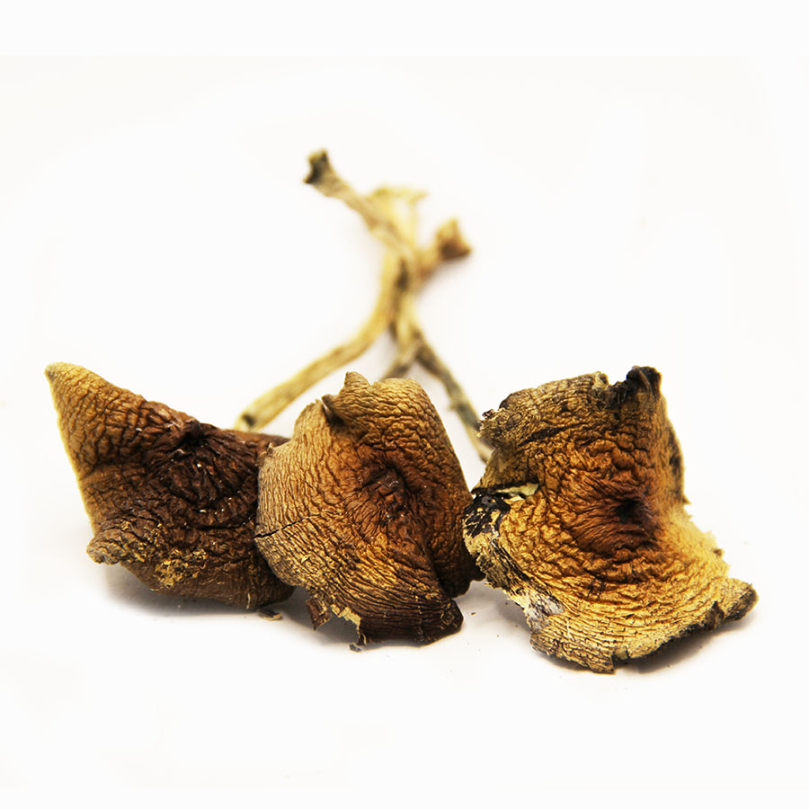 Malabar - BuyShroomsOnline